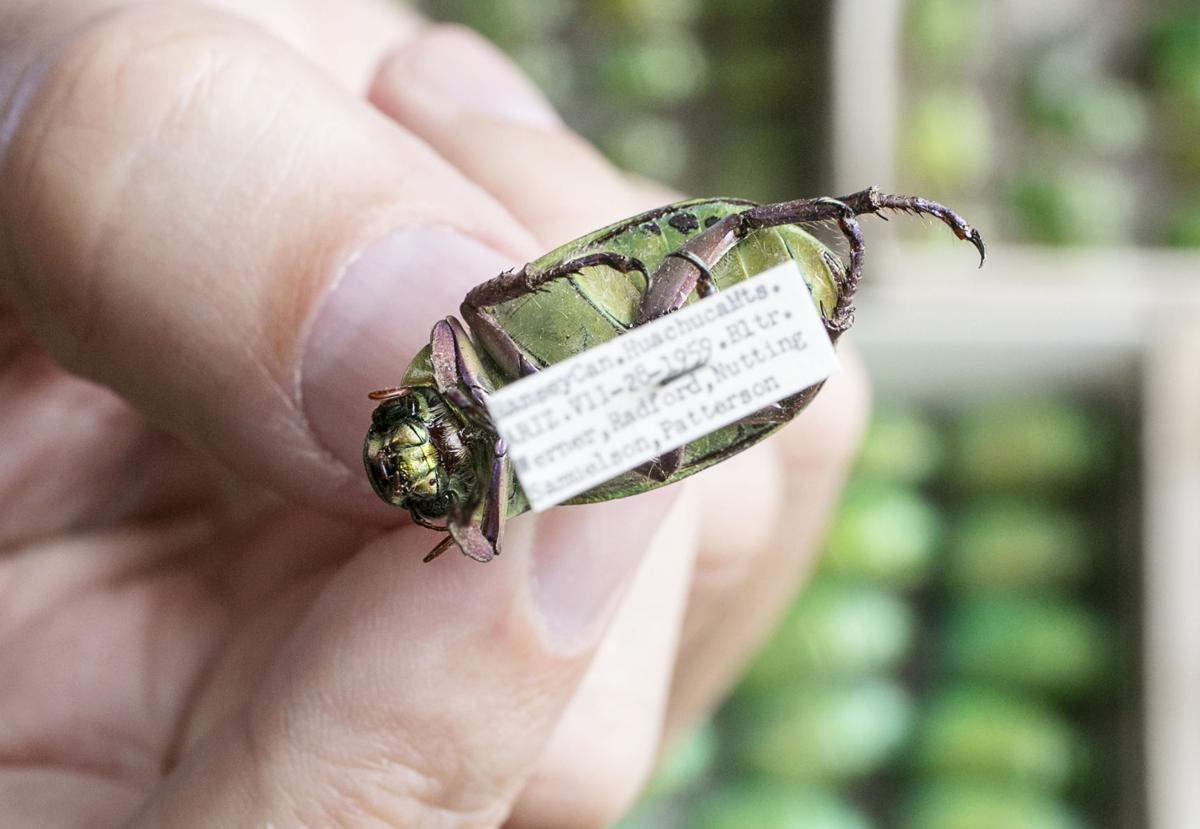 Photos: Entomology Collection