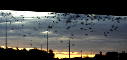 Summer is bat-watching season in Tucson: Here's what to know