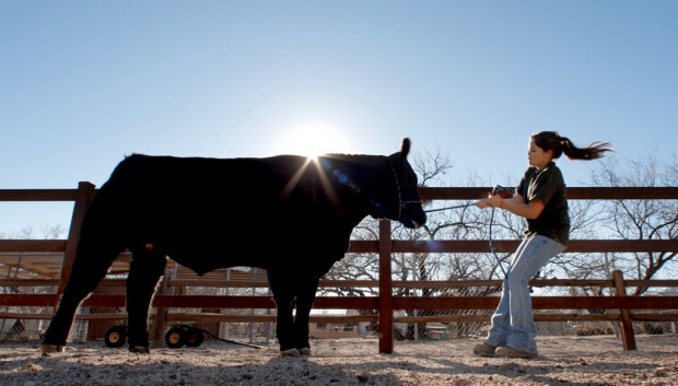 Raising 4-H animals teaches life lessons