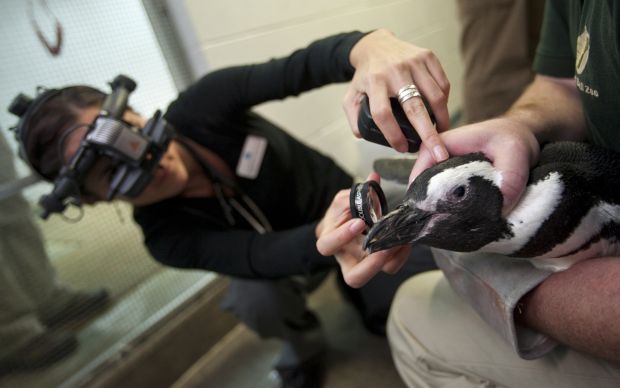 Photos: Animal shots of the week | Entertainment | tucson.com