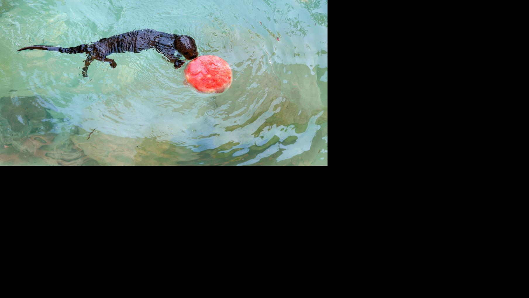 Photos: Watermelon Wednesday's at Reid Park Zoo | Latest Headlines ...
