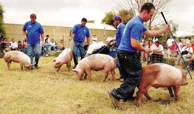 Pig wranglers show their stuff