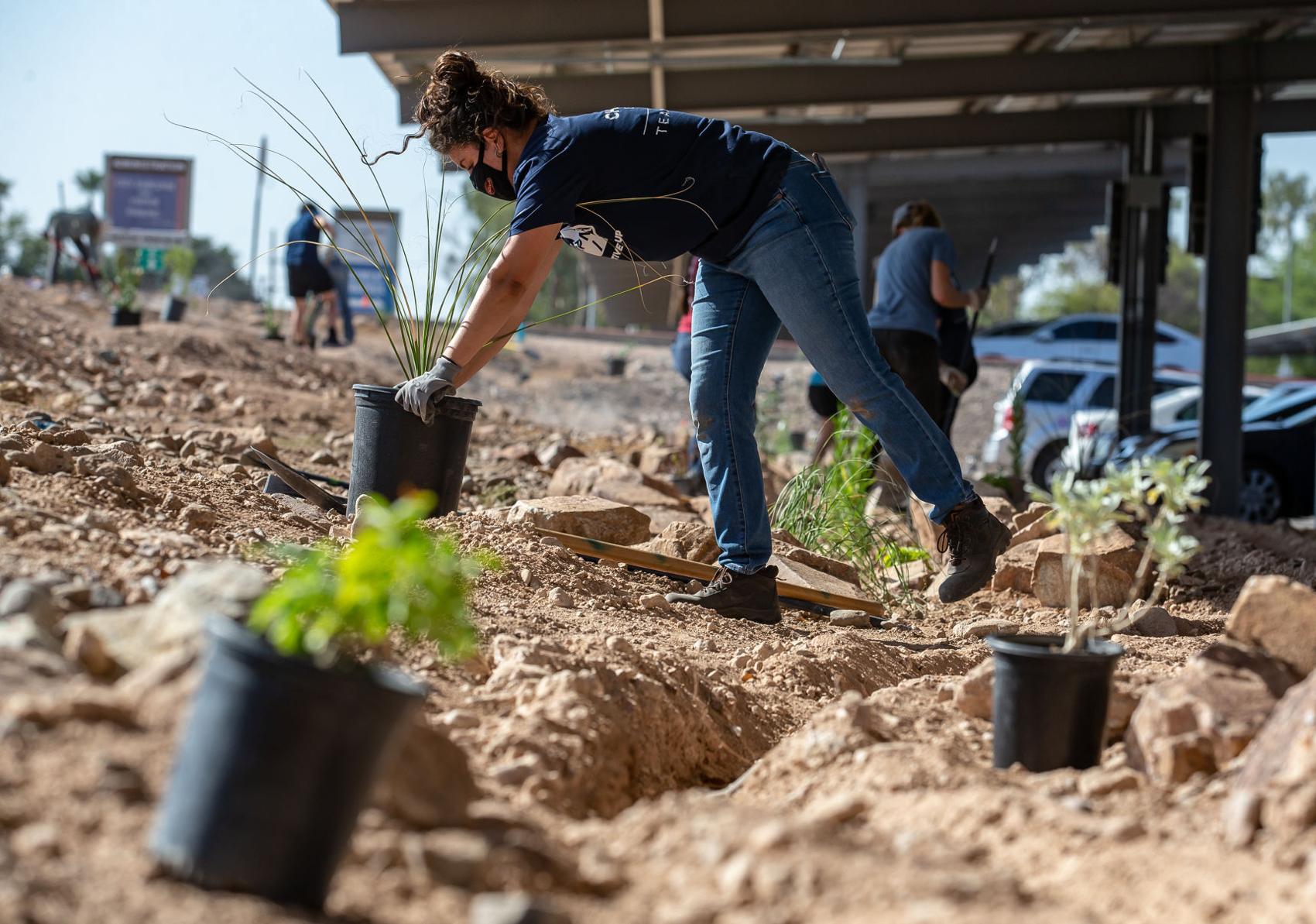 Number of trees in Tucson to grow under federal grant | Environment ...