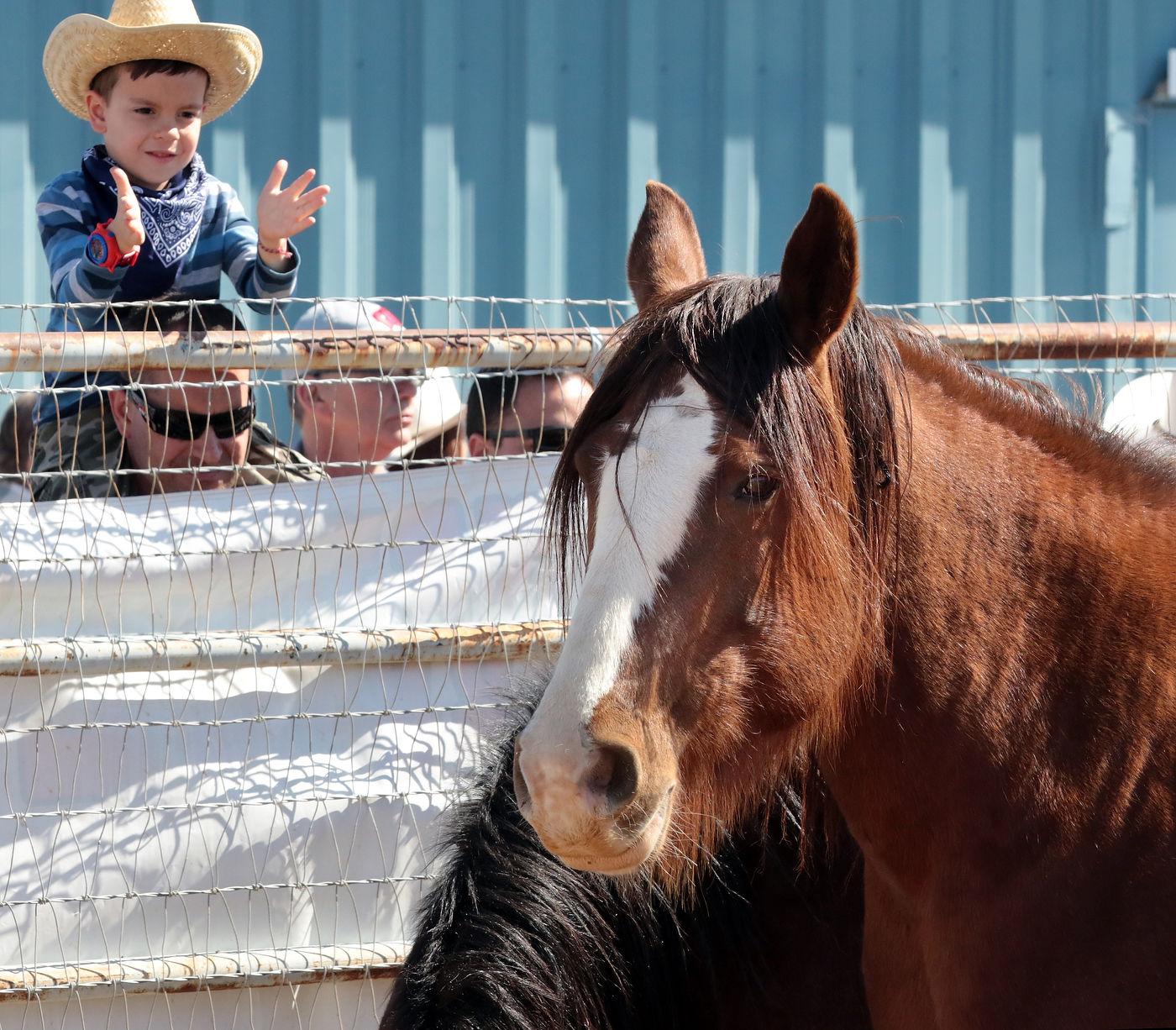 Photos: 2018 Tucson Rodeo
