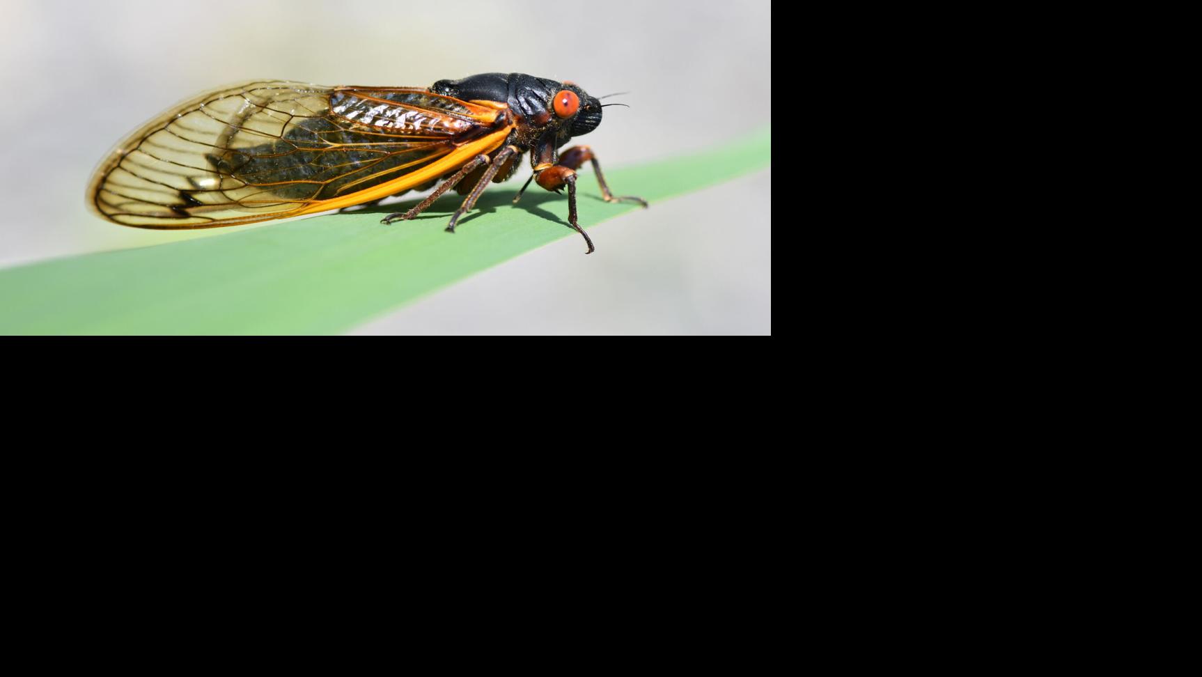 Periodical cicadas set to emerge over Midwest in spring 2024