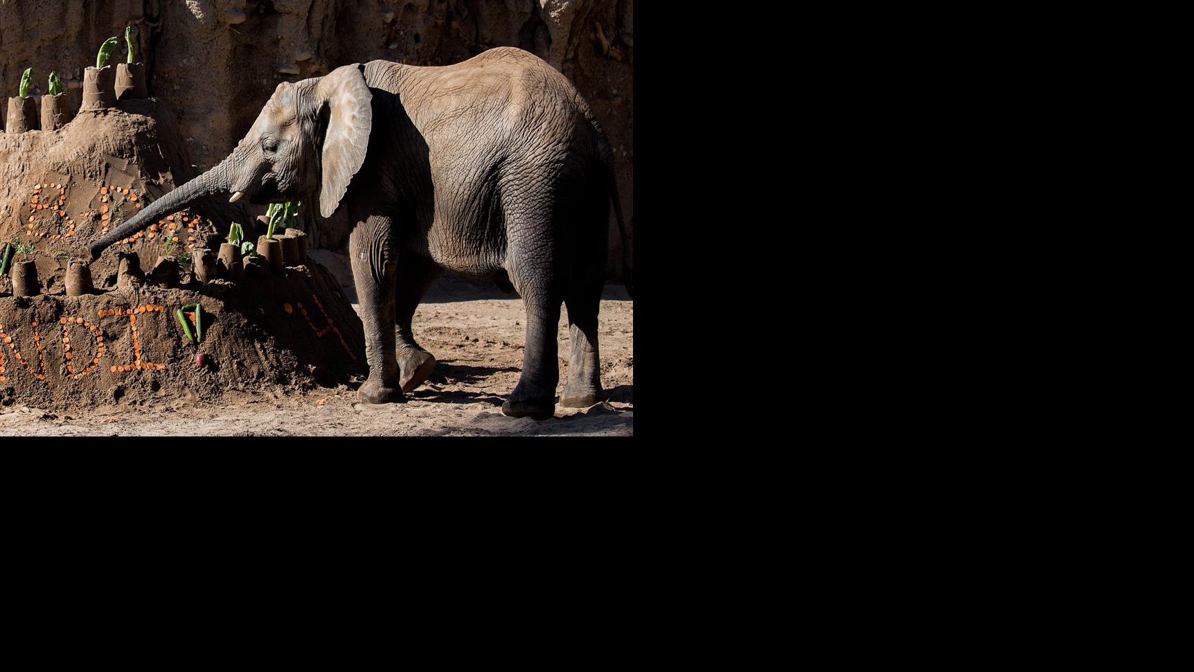 Photos: Nandi, Tucson's youngest elephant, celebrates her 4th birthday