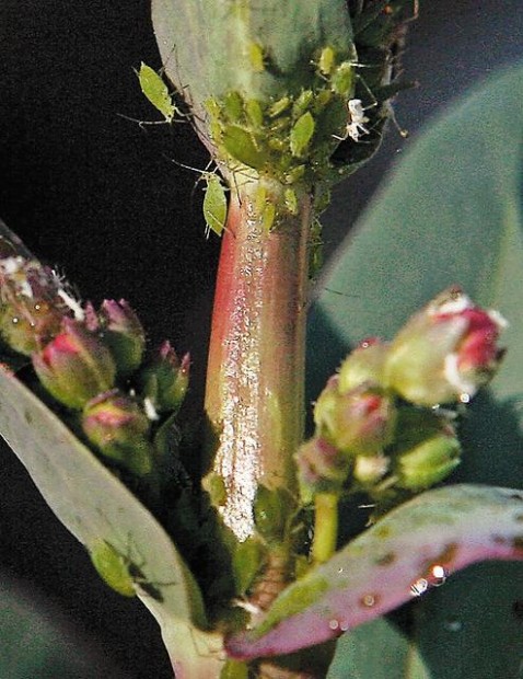 Early spring insect pests now abundant
