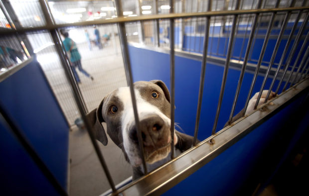 Pima County opens massive tent for overcrowded animal center