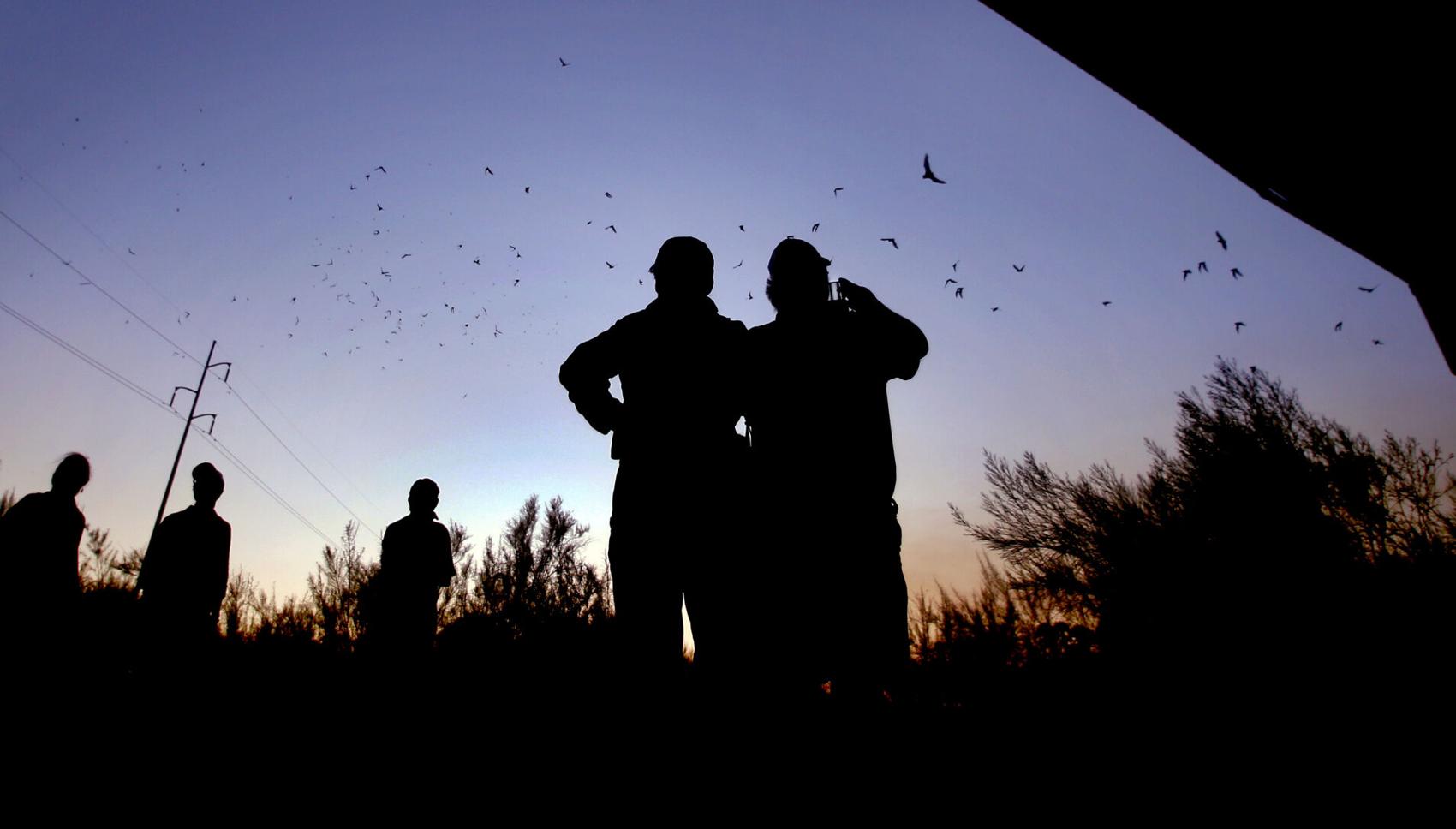 Summer is bat-watching season in Tucson: Here's what to know