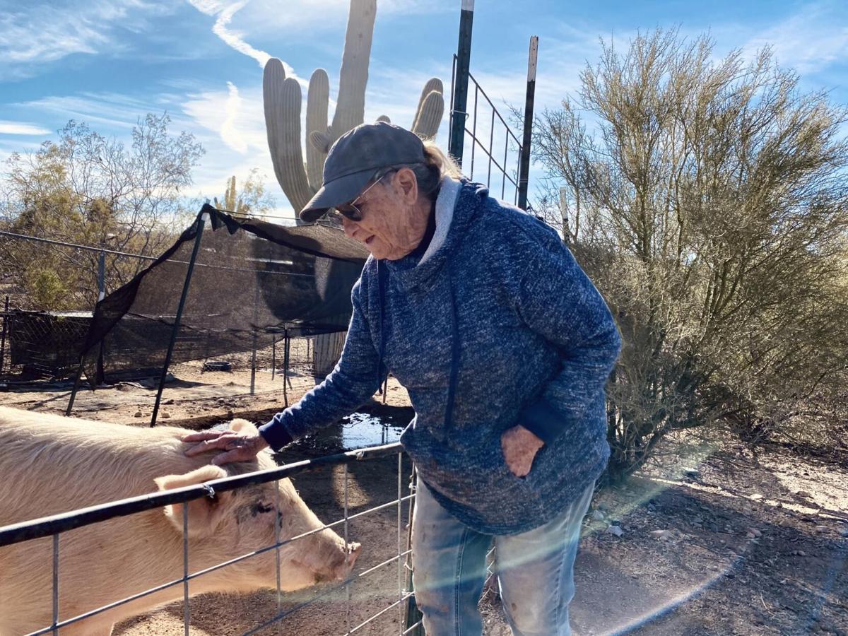 Ironwood Pig Sanctuary in Marana cares for 600-plus pigs | tucson life ...