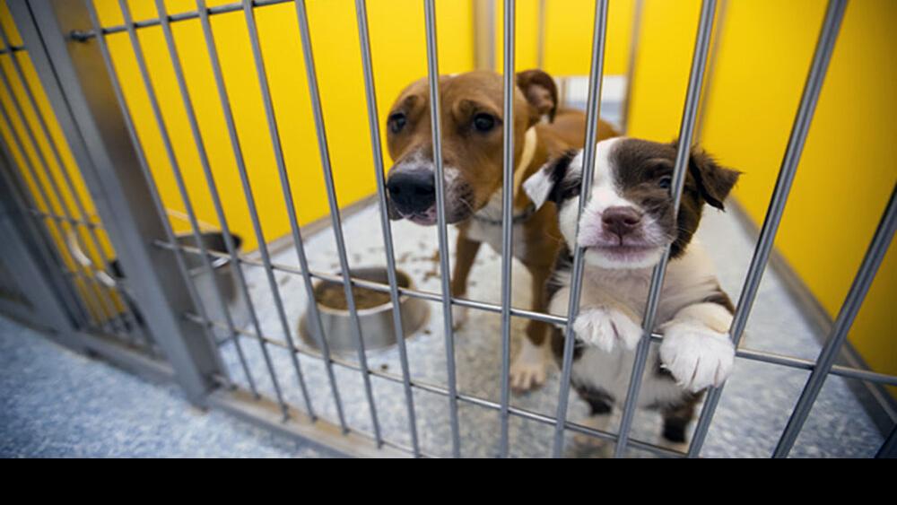 Pima Animal Care makes urgent call for adopters, fosters