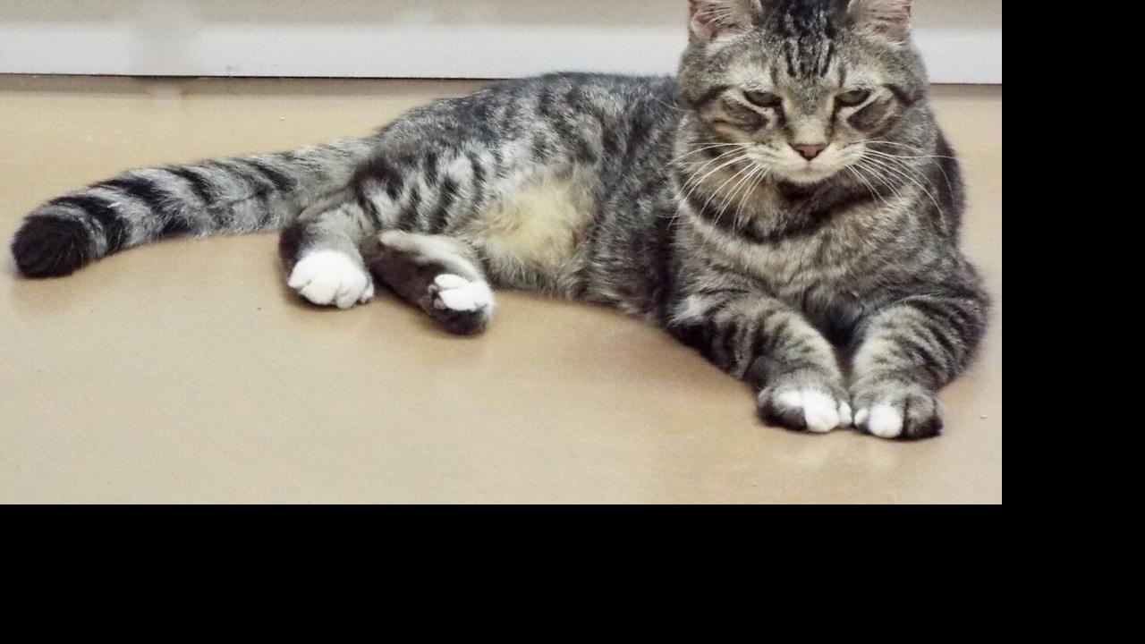 Pets for adoption locally