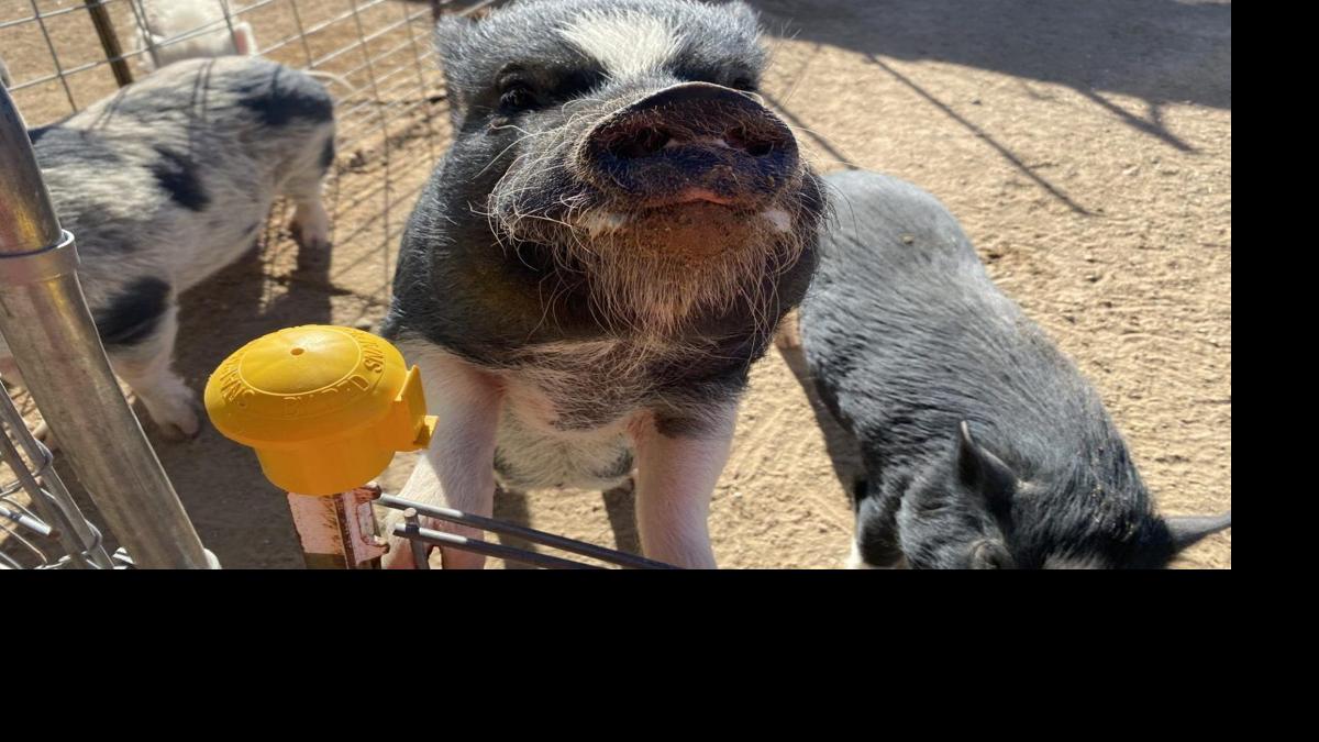 Ironwood Pig Sanctuary in Marana cares for 600-plus pigs | tucson life ...