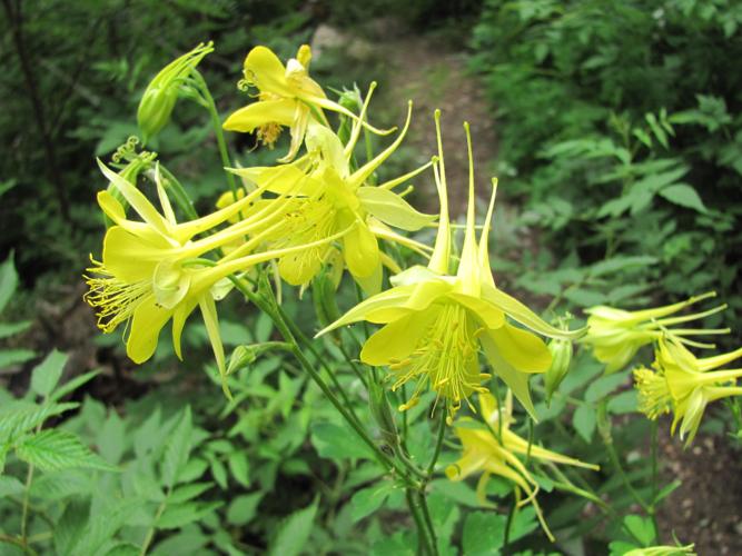 Classic hike: Mint Spring Trail is a treat for the senses ...