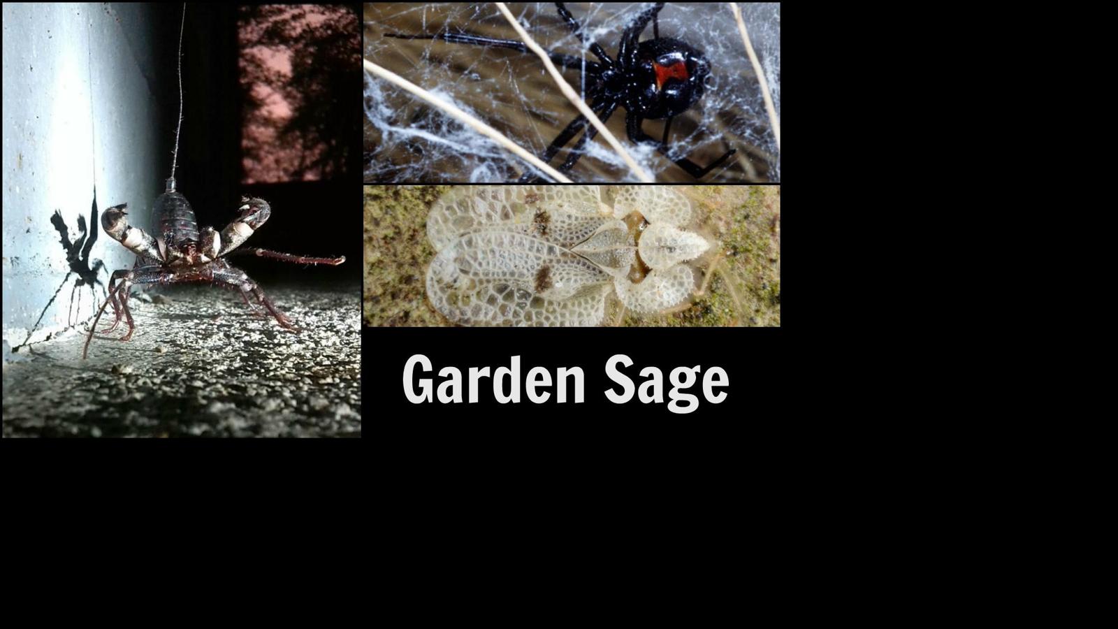 Good bugs, bad bugs and what to do about them in your garden, home ...