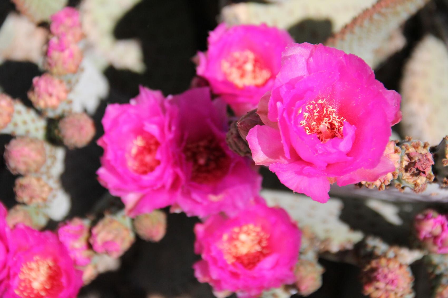 Tucson saguaros are blooming. Here's everything you need to know.