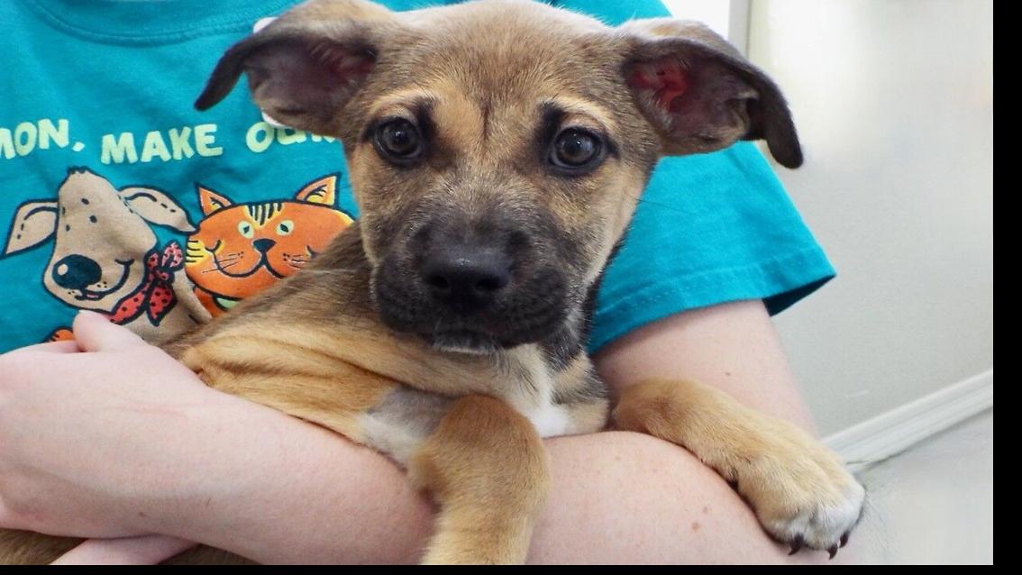 Pets for adoption locally