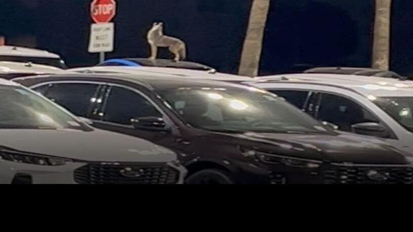 OT/MISC - Coyote howling on car roof top at car lot goes viral ...