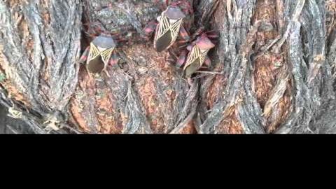 Gentle giants of the insect world