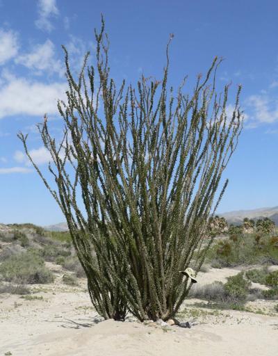 10 things to know about ocotillos