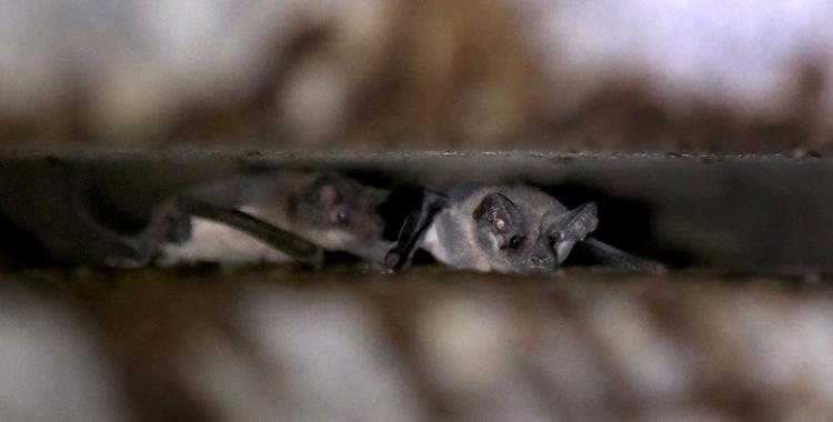 Summer is bat-watching season in Tucson: Here's what to know