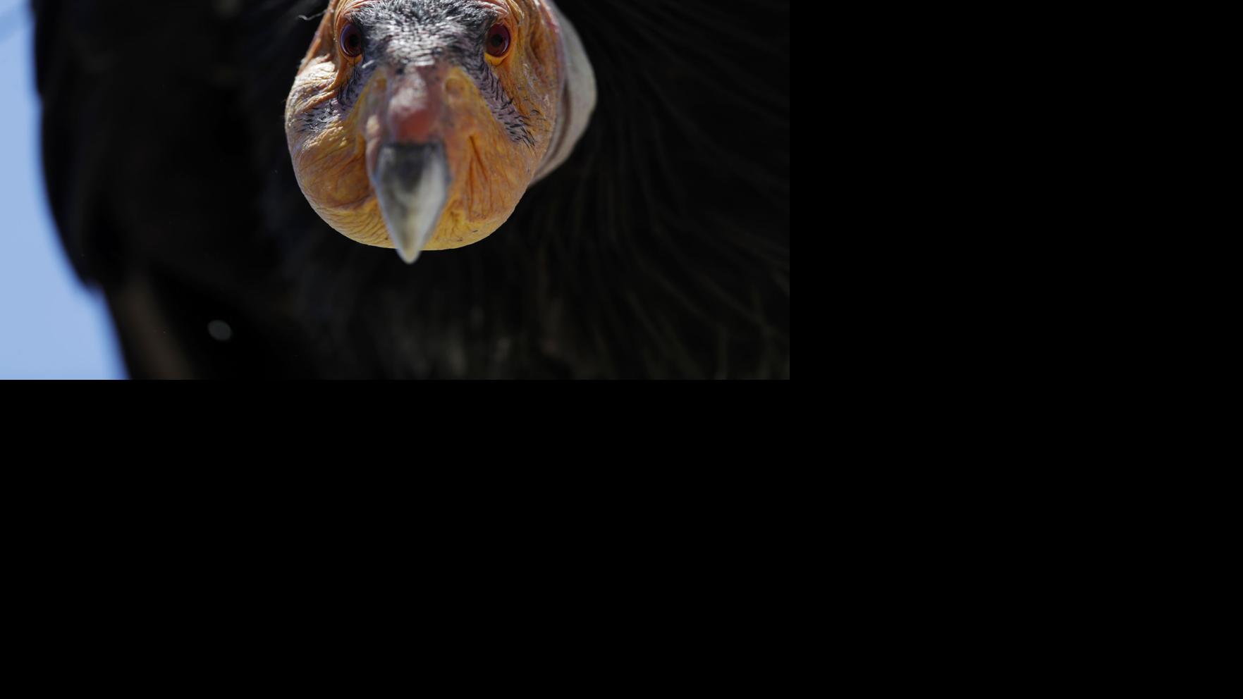 Photos: California condor takes flight in wild after near extinction ...