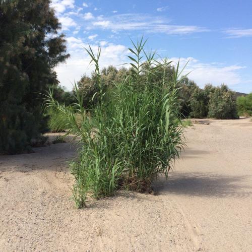 Efforts to remove invasive giant reed in Arizona rivers and lakes continues