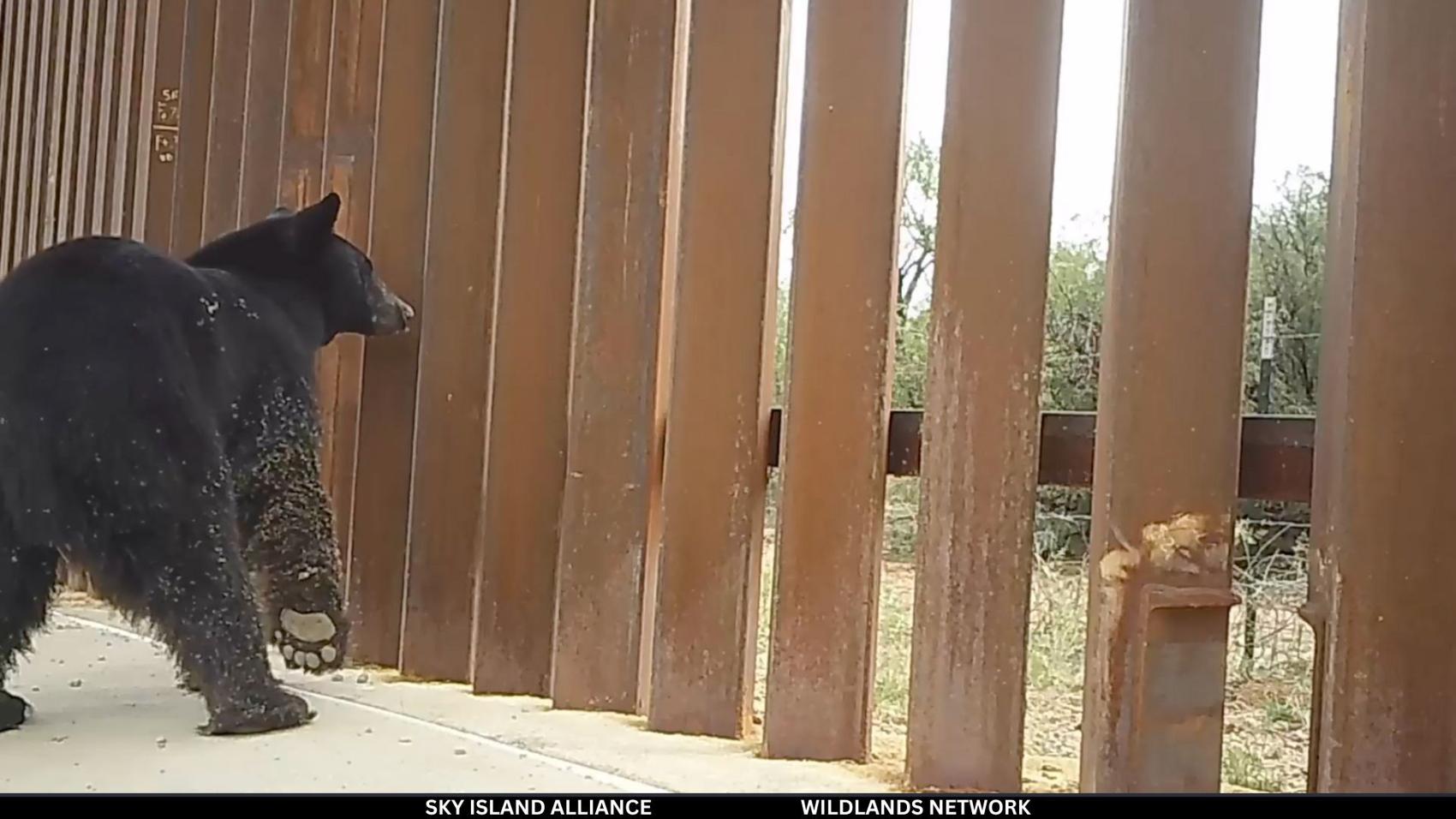 New study documents how border barriers wall off wildlife
