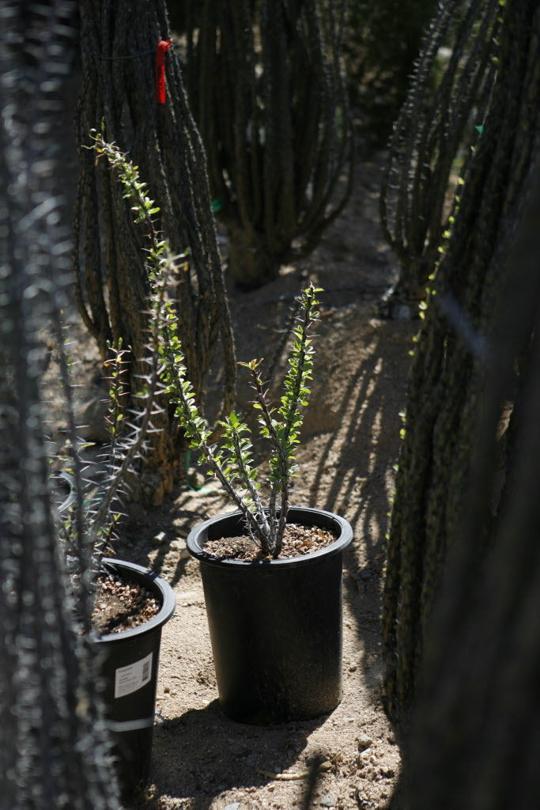 10 things to know about ocotillos