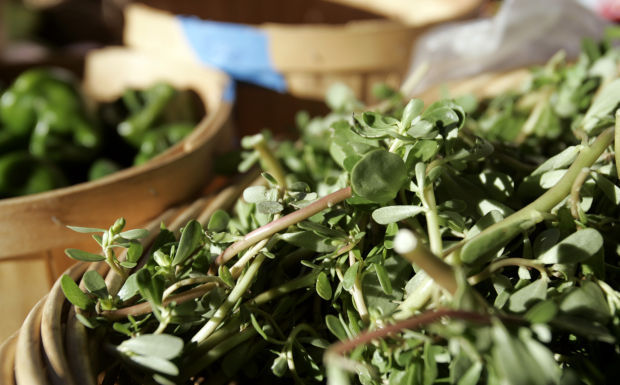 This tasty weed is making a comeback in Tucson