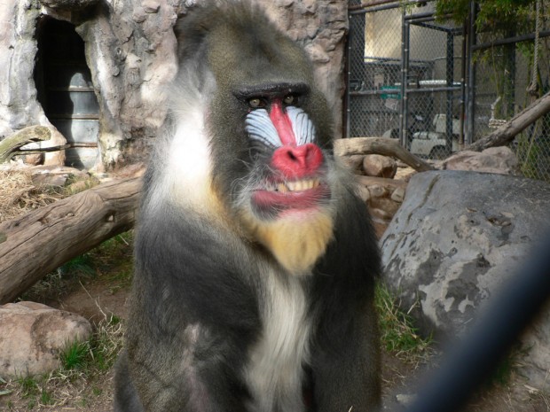 Mandrill born at zoo in '91 has died