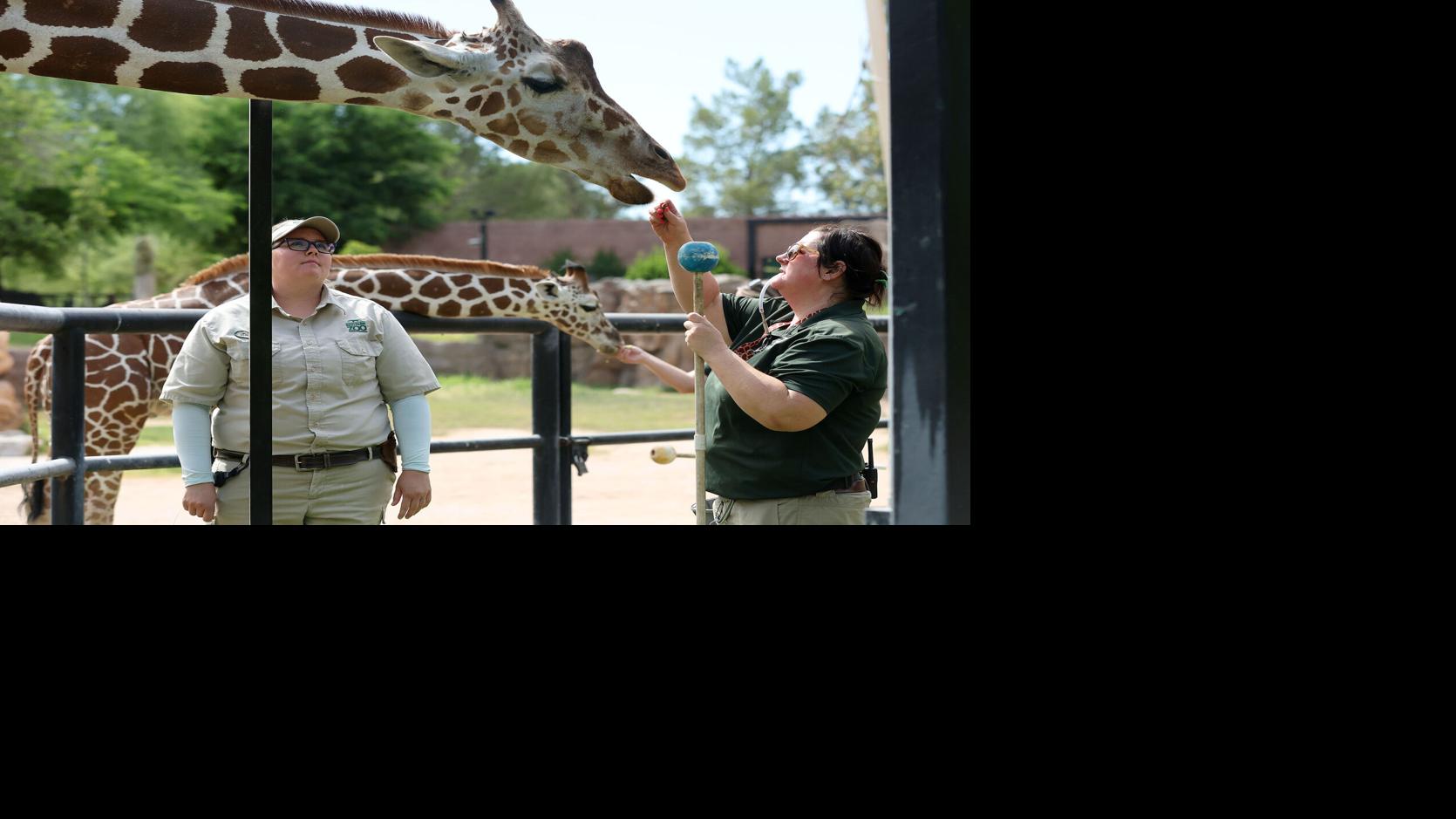 A day in the life of a Reid Park Zoo giraffe zookeeper | tucson life ...