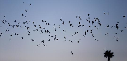 Summer is bat-watching season in Tucson: Here's what to know