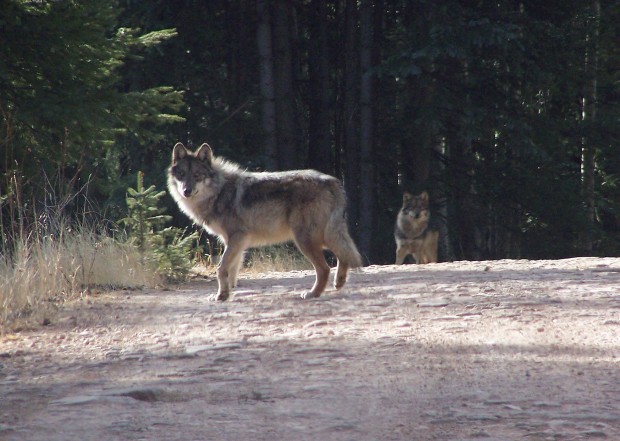 Wolf-recovery program now 'at risk of failure'