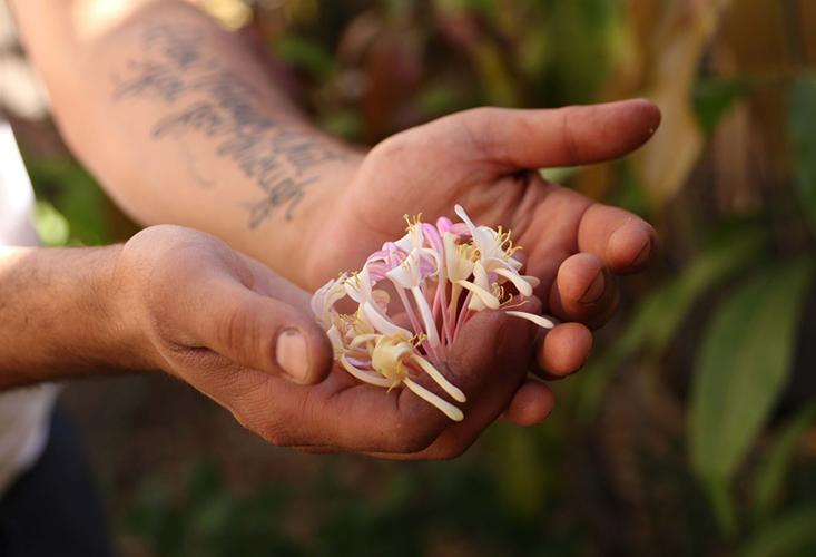 Permaculture landscape designer grows produce in the desert