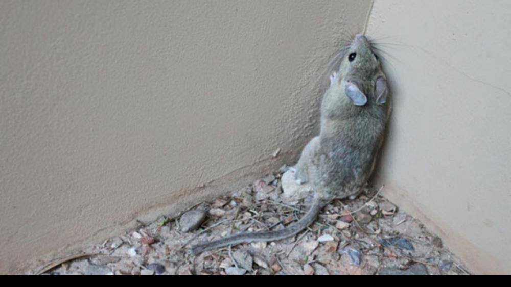 Pack Rat Headaches Continue for SaddleBrooke Homeowners | Home-and ...