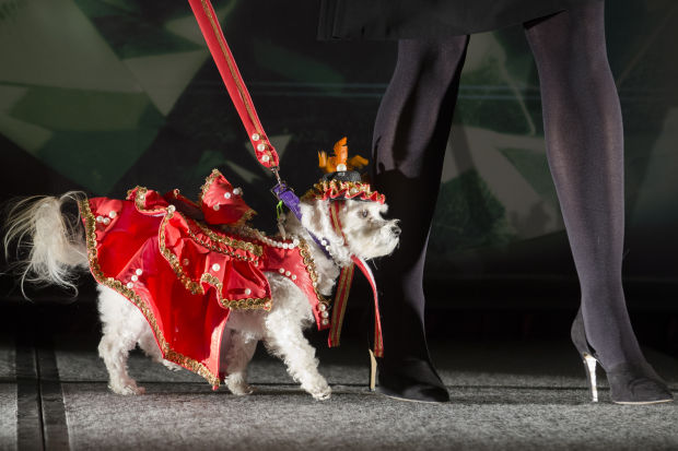 Photos: Dog fashion | Fashion | tucson.com