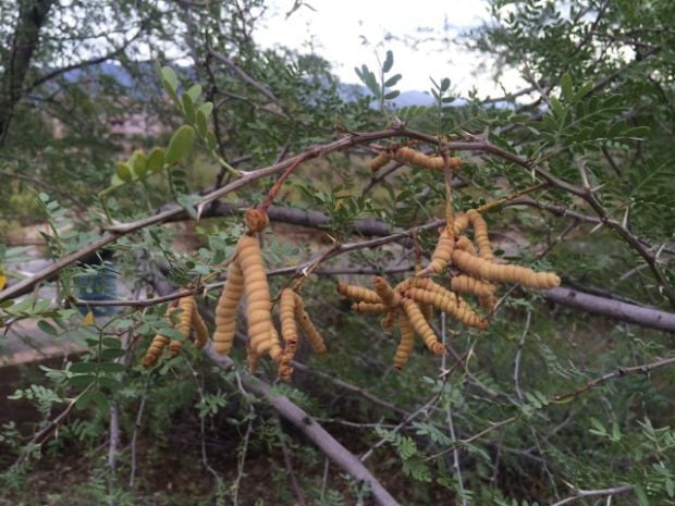 Ask the Garden Sage: What are these weird pods?