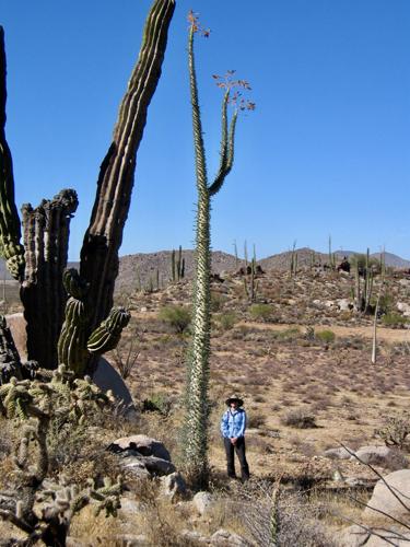Plant of the month: The boojum tree | Home-and-garden | tucson.com