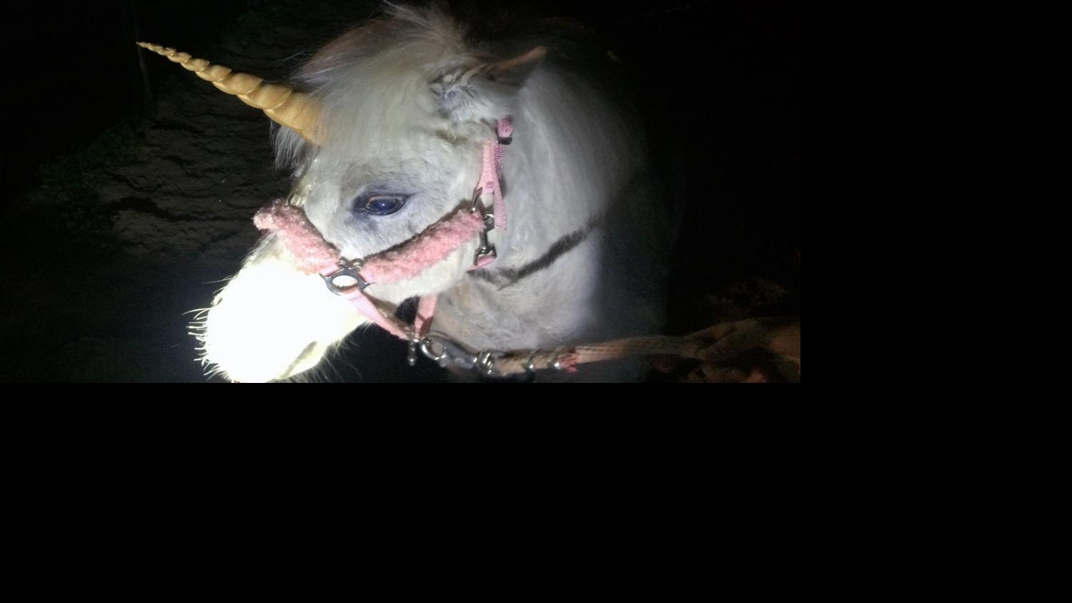 Unicorn captured; torso murder; polygamist flight risk | | tucson.com