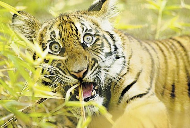 Raja the tiger dies at Reid Park Zoo