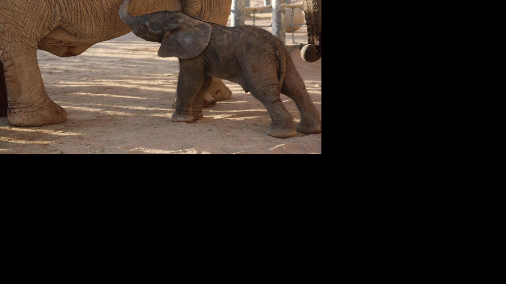 Move over Nandi, there's a new baby elephant in Tucson 🎉 | tucson life ...