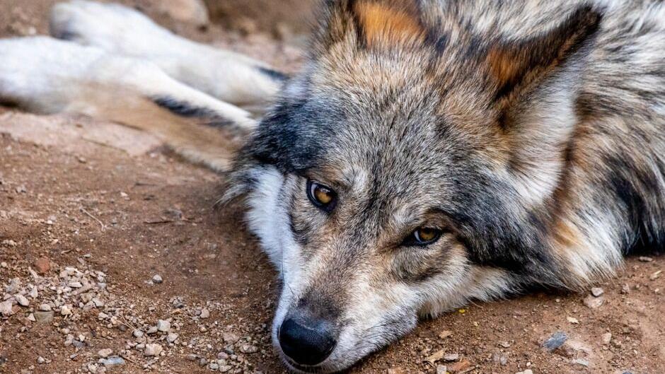 Room to roam: Desert Museum to create new Mexican gray wolf habitat ...