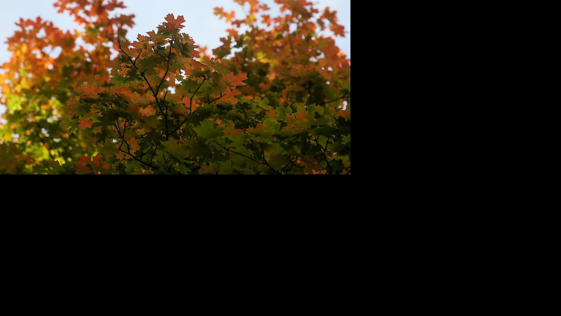 Photos: Fall colors splash across mountains near Tucson | Local news ...