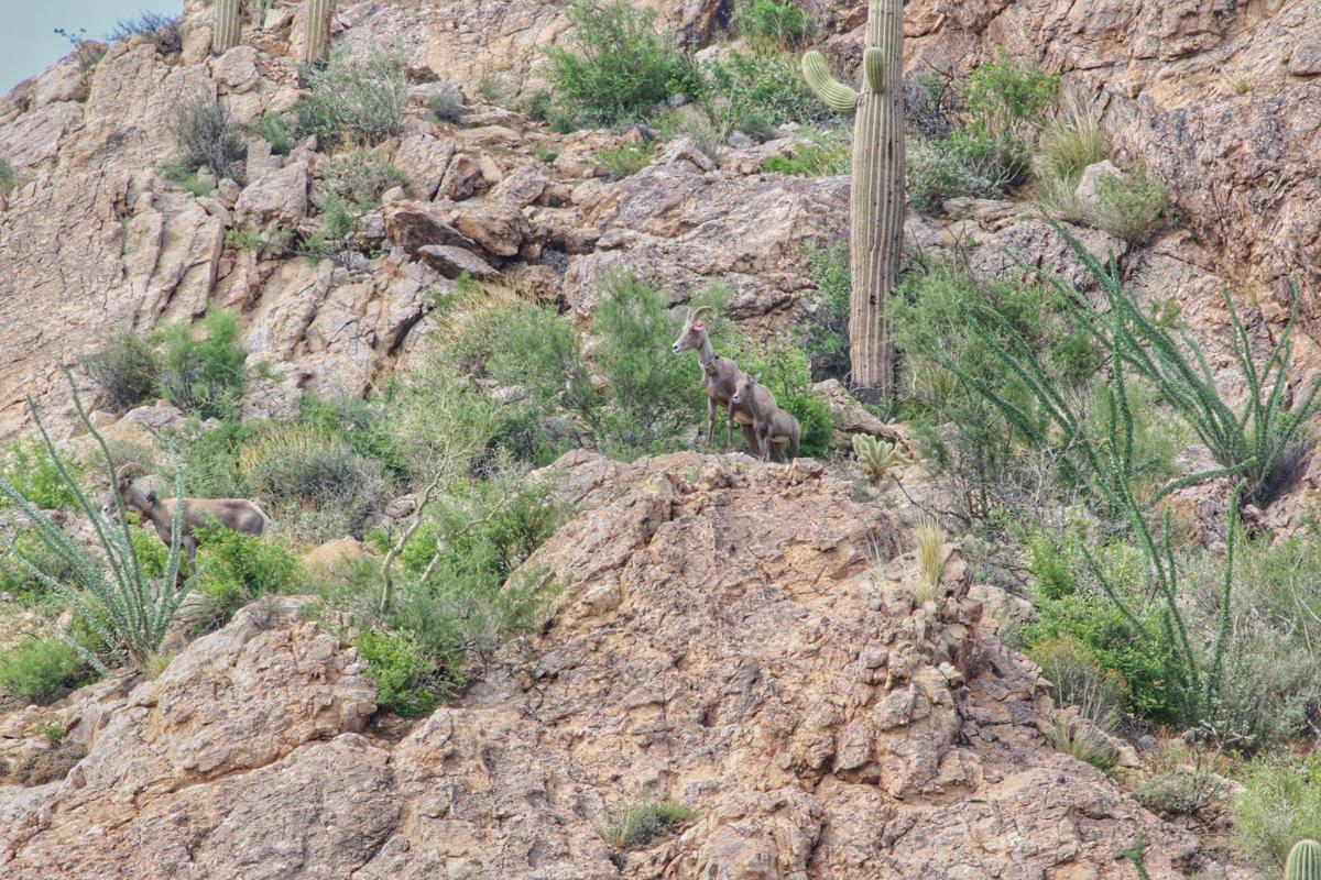 New photos show bighorns in Catalina Mountains | Latest News | tucson.com