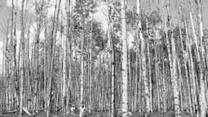 Researchers look into what's killing aspen