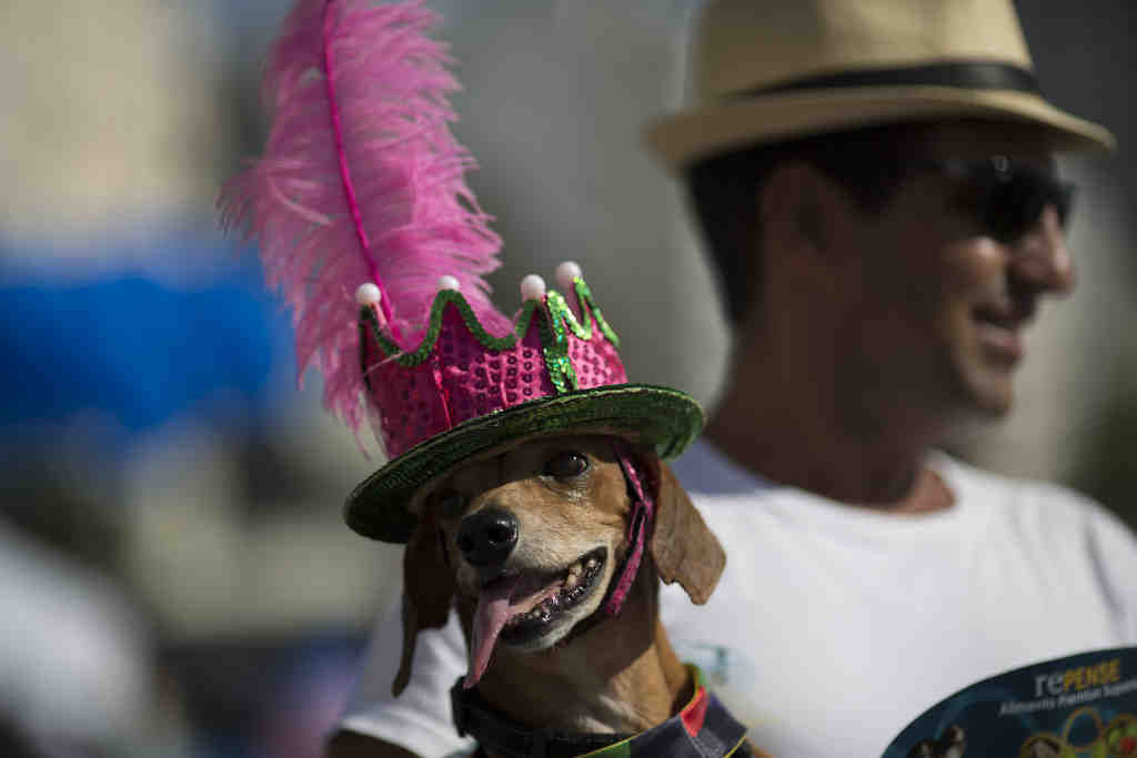 Photos: Brazil's carnival for pets