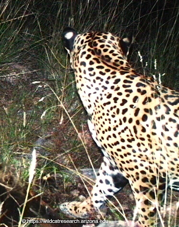 'Very recent' pictures show another new jaguar in Arizona