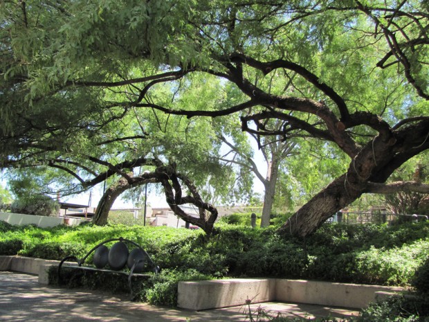 Free tree-planting workshop offered