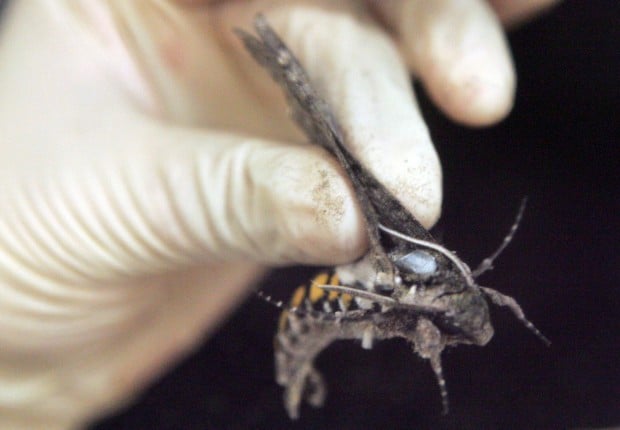 Photo gallery: UA researchers look at Giant Moths | Promo | tucson.com
